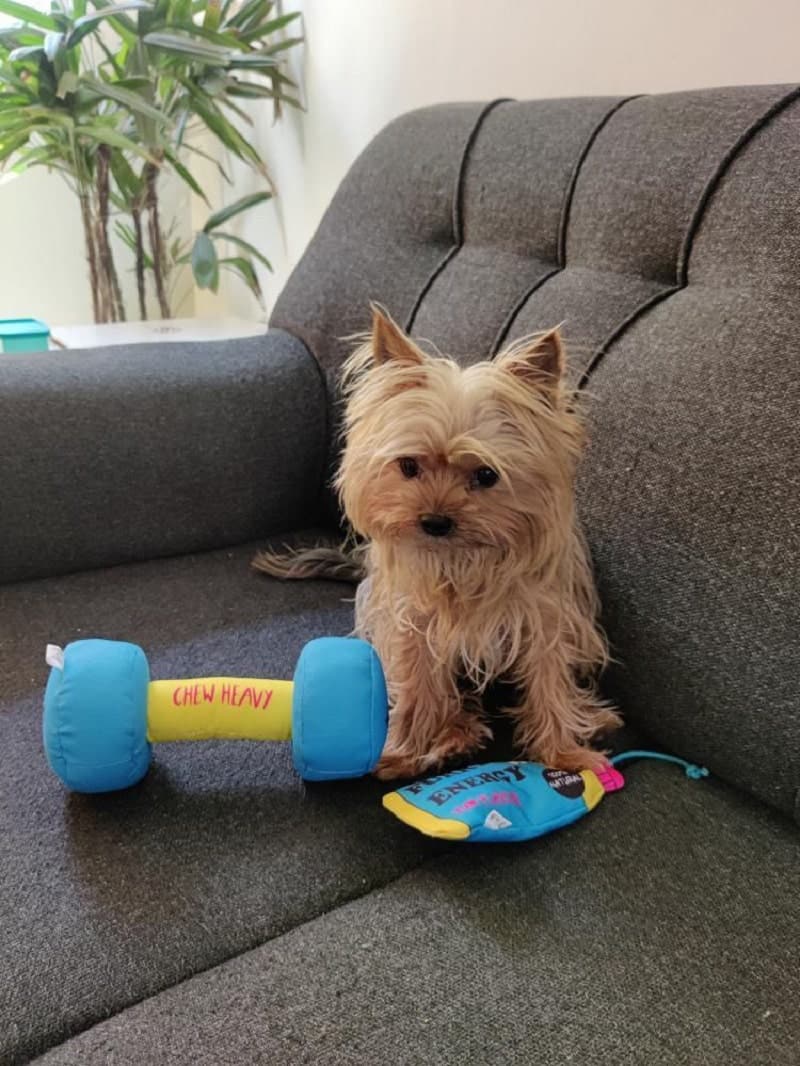 Goofy Tails Rattle Sound Toy for Dog and Puppies - Dumbbell – GoofyTails