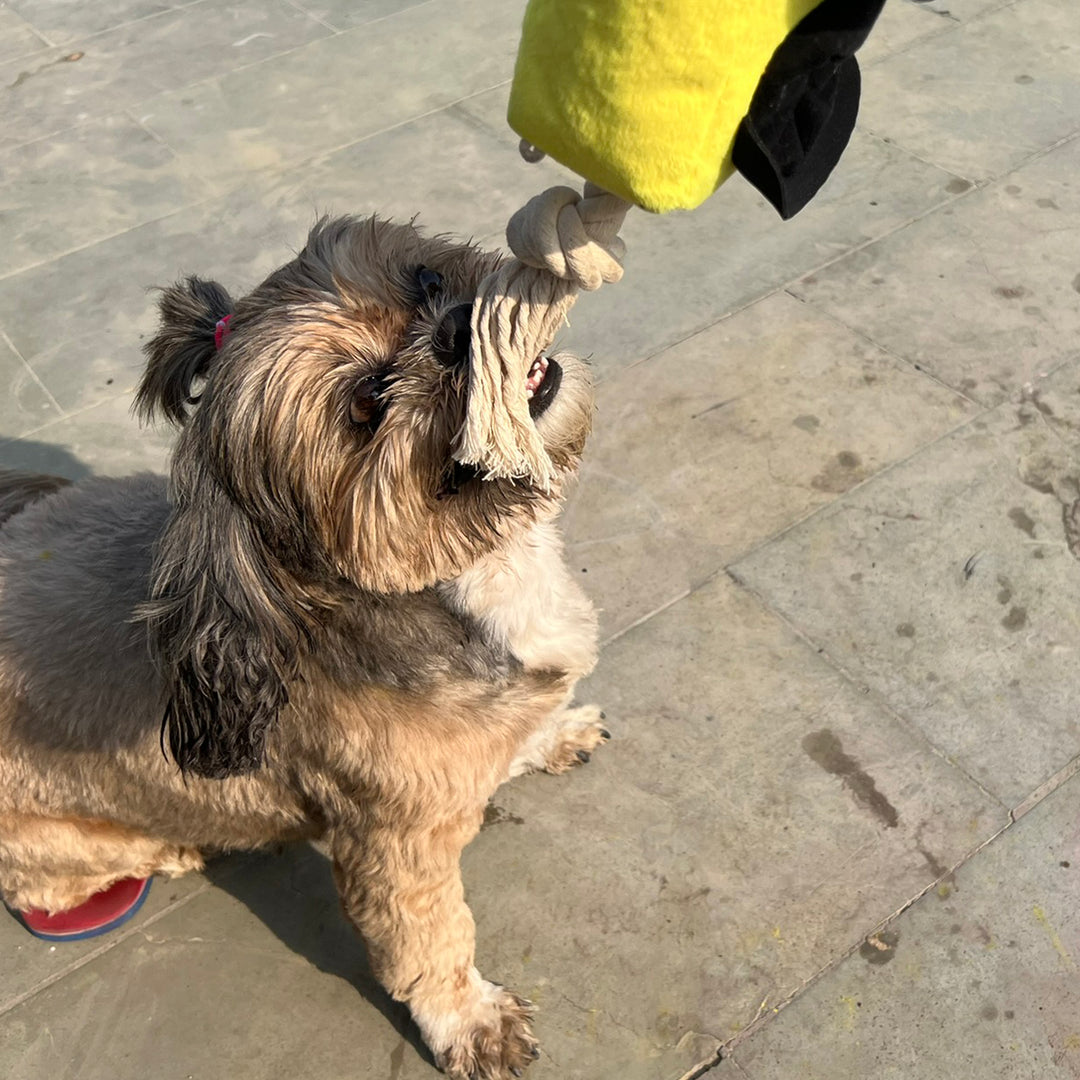 Buy Online Traffic Light Dog Toys At Best Prices In India – GoofyTails