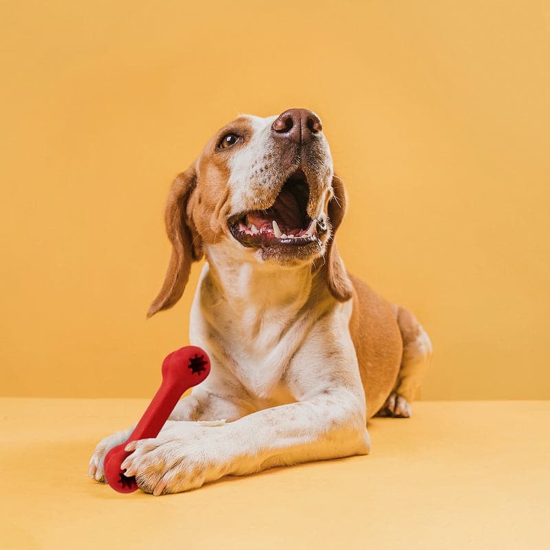 Buy Classic Bone Interactive Dog Toy at Best Prices – GoofyTails